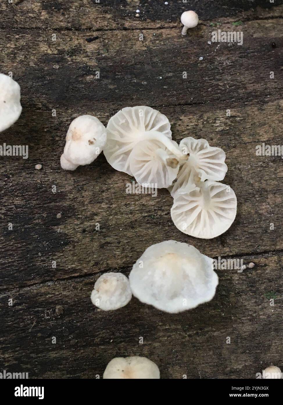 Fairy Parachutes (Marasmiellus candidus Stock Photo - Alamy