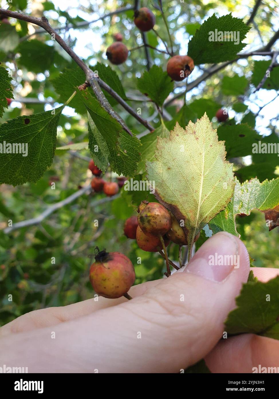 Glabrous-fruit Fireberry Hawthorn (Crataegus chrysocarpa phoeniceoides ...