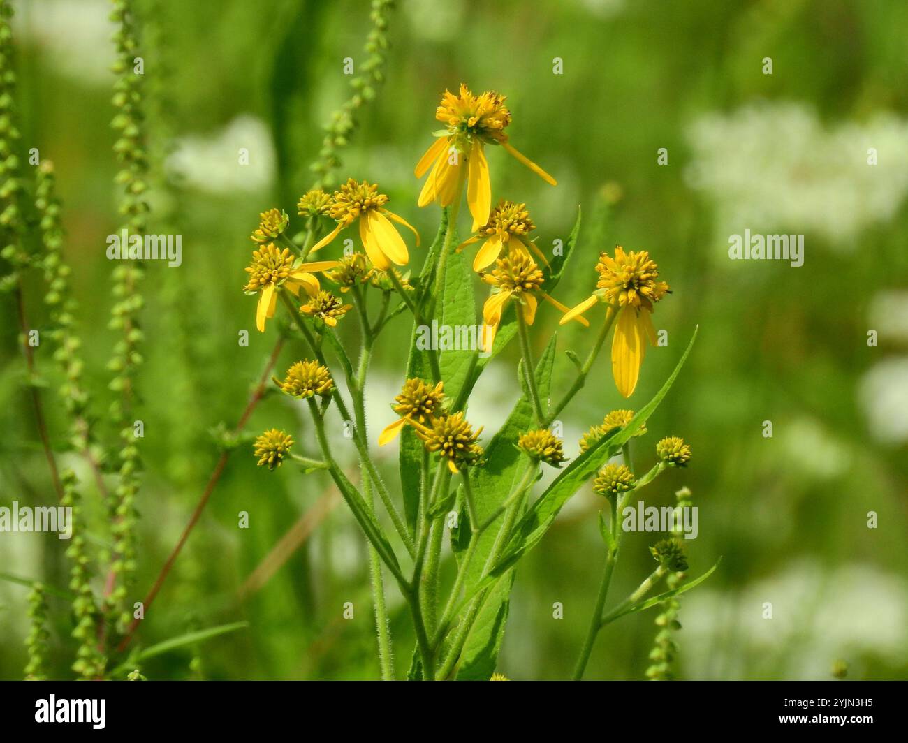 Wingstem (Verbesina alternifolia Stock Photo - Alamy