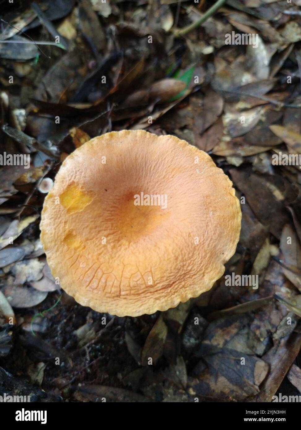 hygrophorus milkcap (Lactifluus hygrophoroides Stock Photo - Alamy