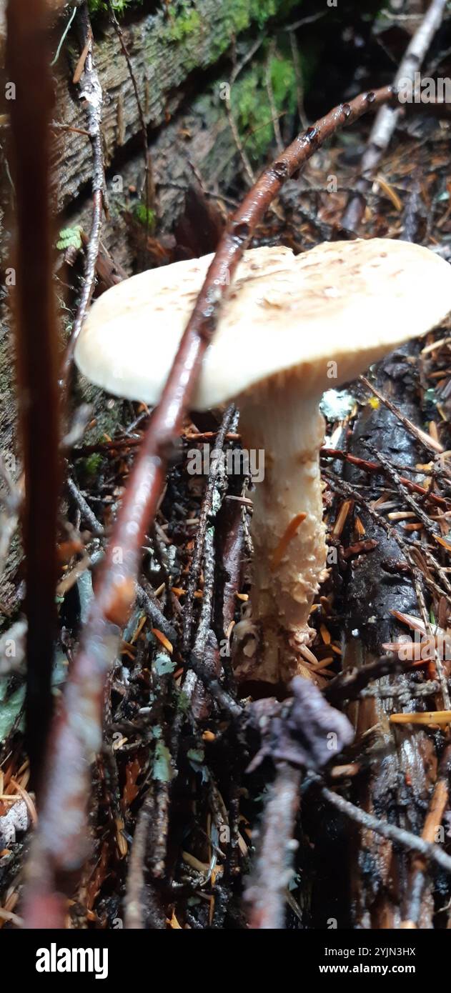 Trainwrecker (Neolentinus lepideus Stock Photo - Alamy