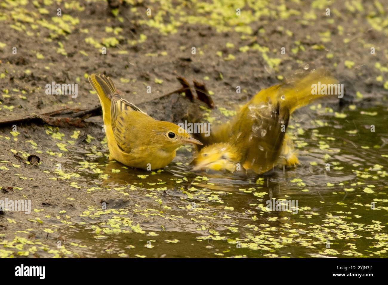Yellow Warbler (Setophaga petechia Stock Photo - Alamy
