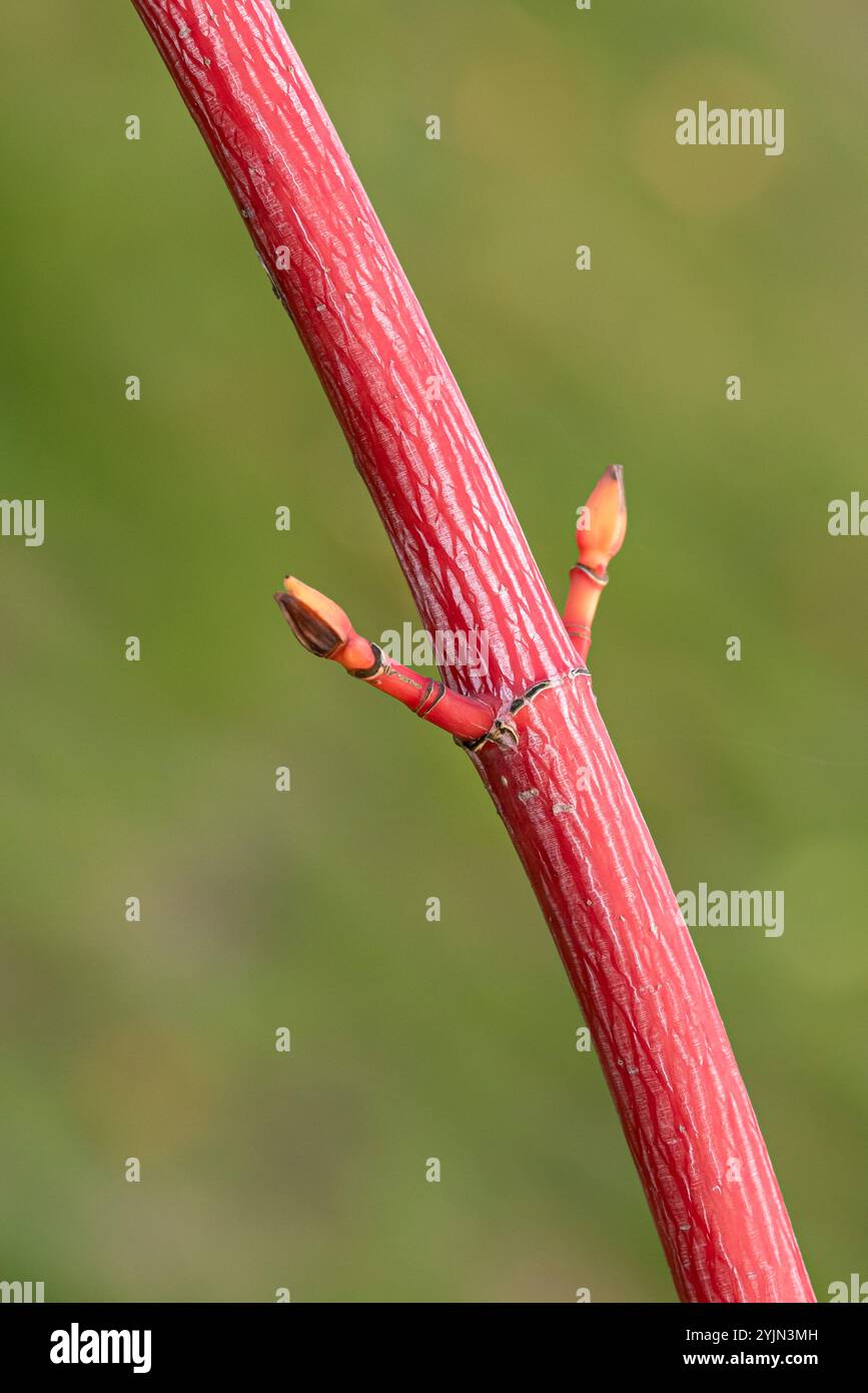 Snakeskin maple hi-res stock photography and images - Alamy