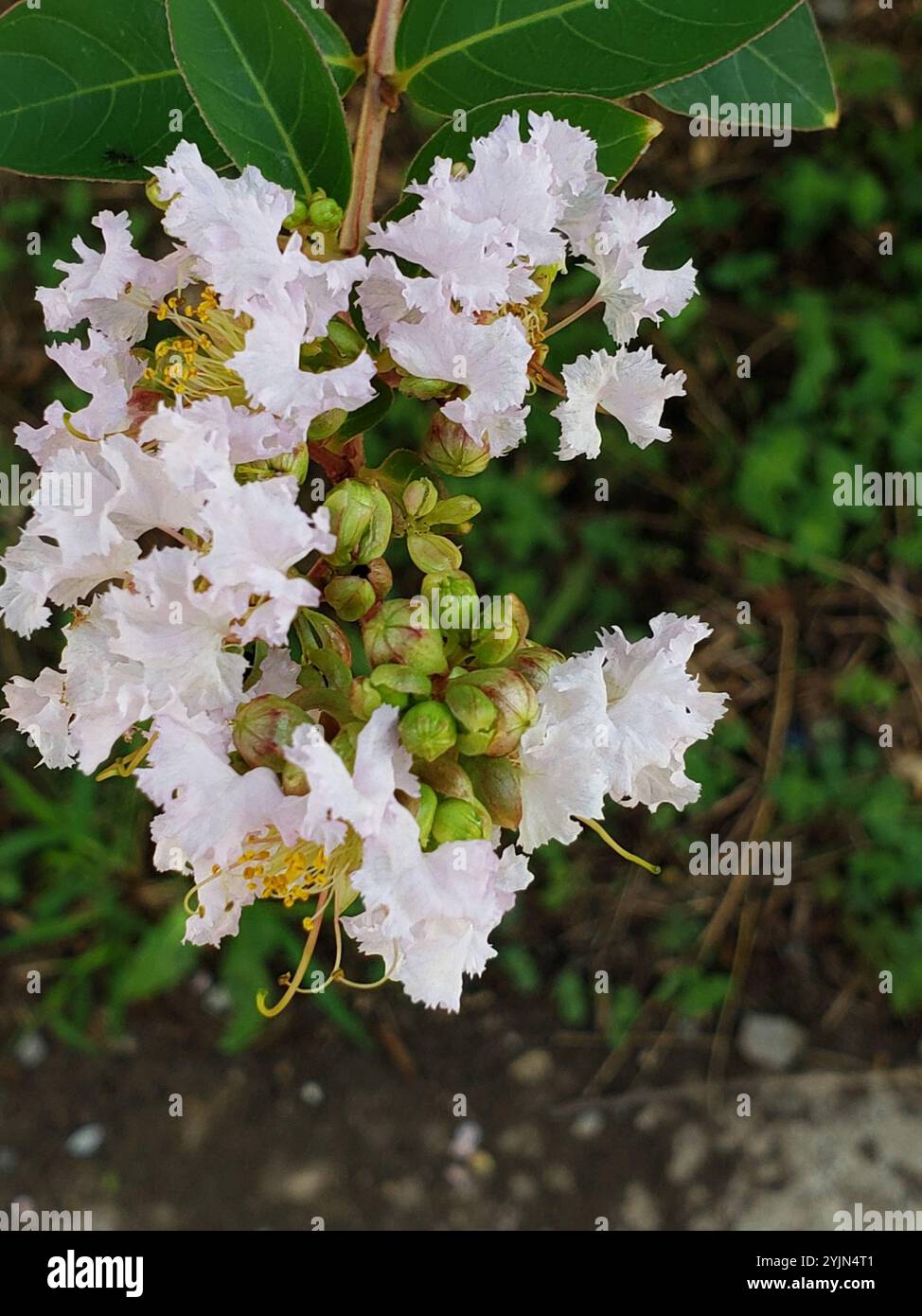 Subcostate Crape Myrtle (Lagerstroemia subcostata Stock Photo - Alamy