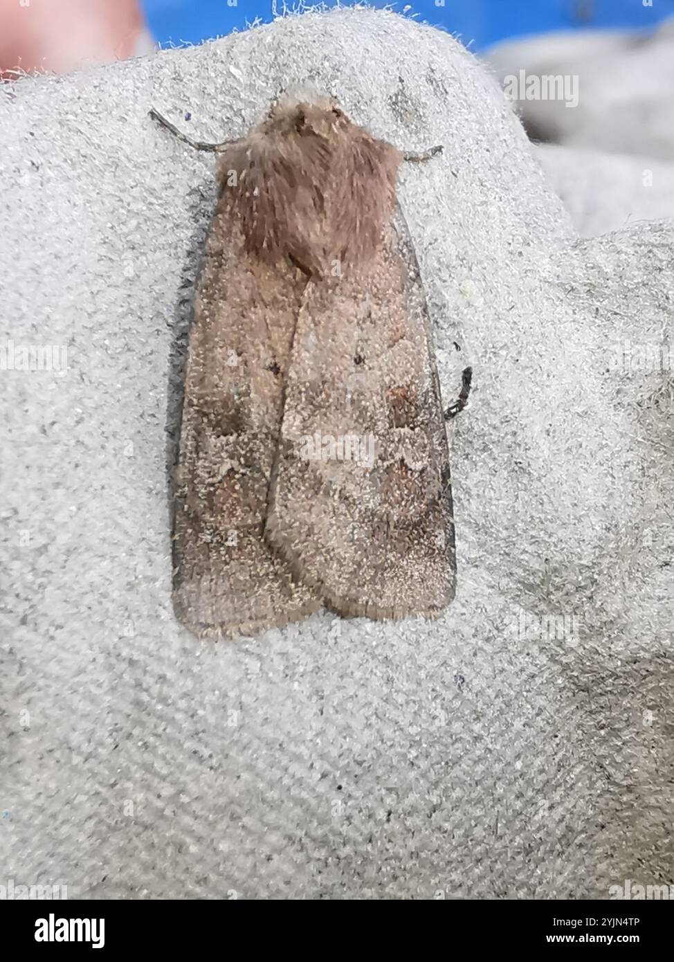 Small Square-spot (Diarsia rubi Stock Photo - Alamy