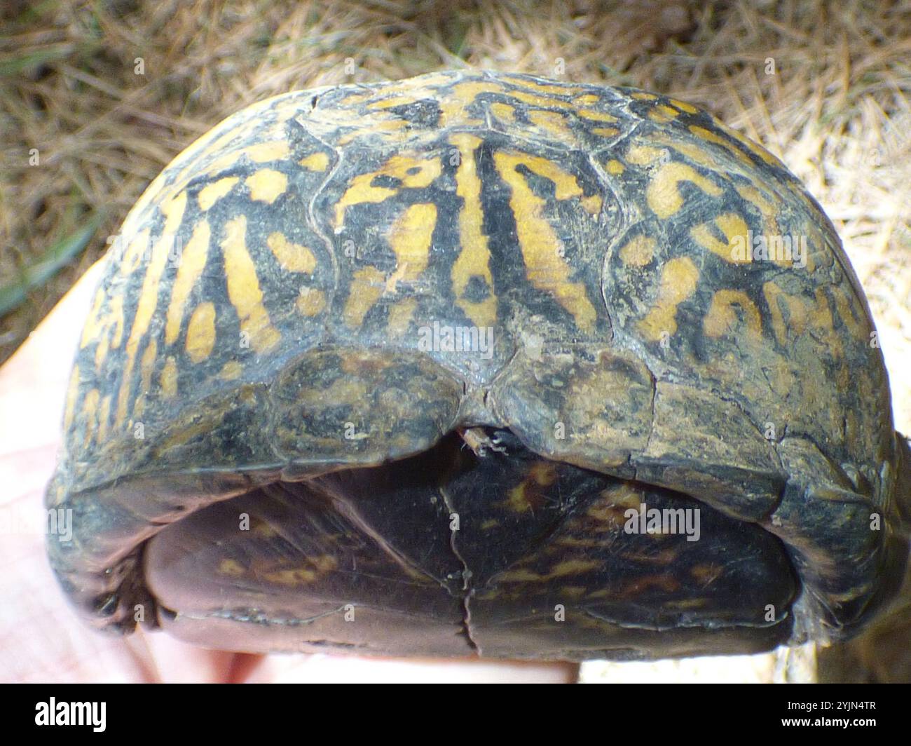Eastern Box Turtle (Terrapene carolina carolina Stock Photo - Alamy