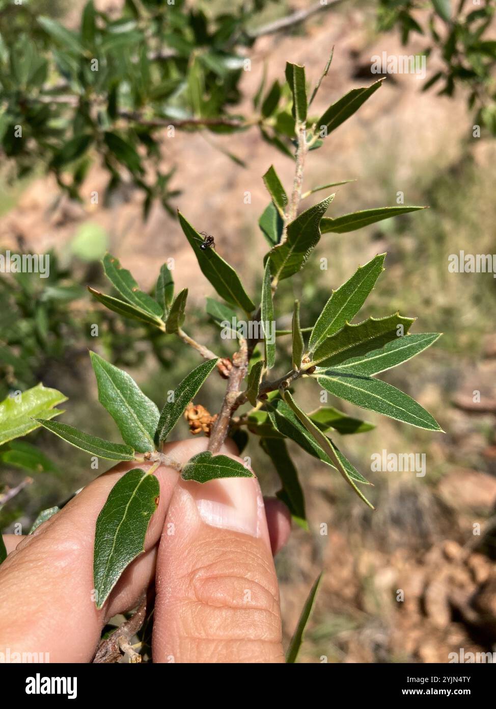Emory oak (Quercus emoryi Stock Photo - Alamy