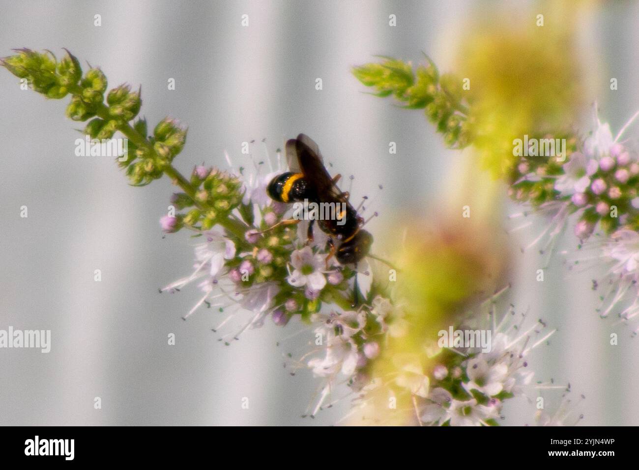 Hump-backed Beewolf (Philanthus gibbosus Stock Photo - Alamy