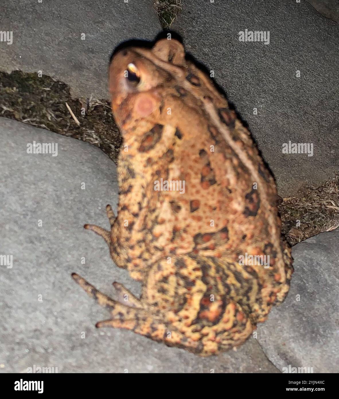 Eastern American Toad (Anaxyrus americanus americanus Stock Photo - Alamy