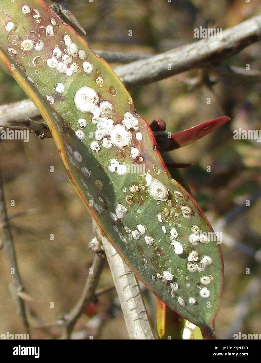Armored Scale Insects (Diaspididae Stock Photo - Alamy