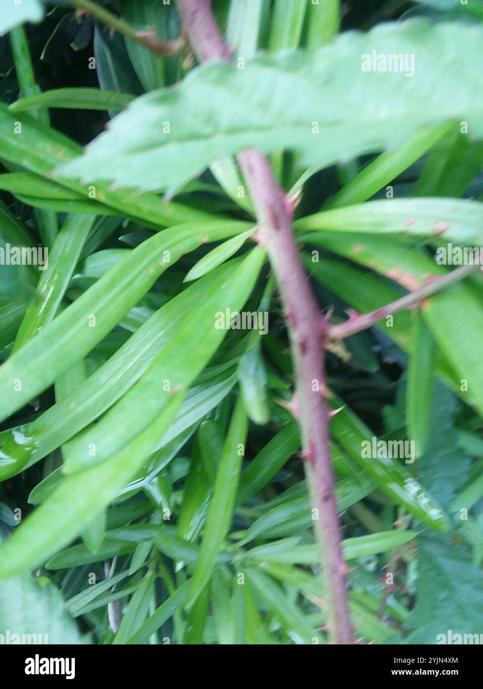 Pensilvanicus hi-res stock photography and images - Alamy