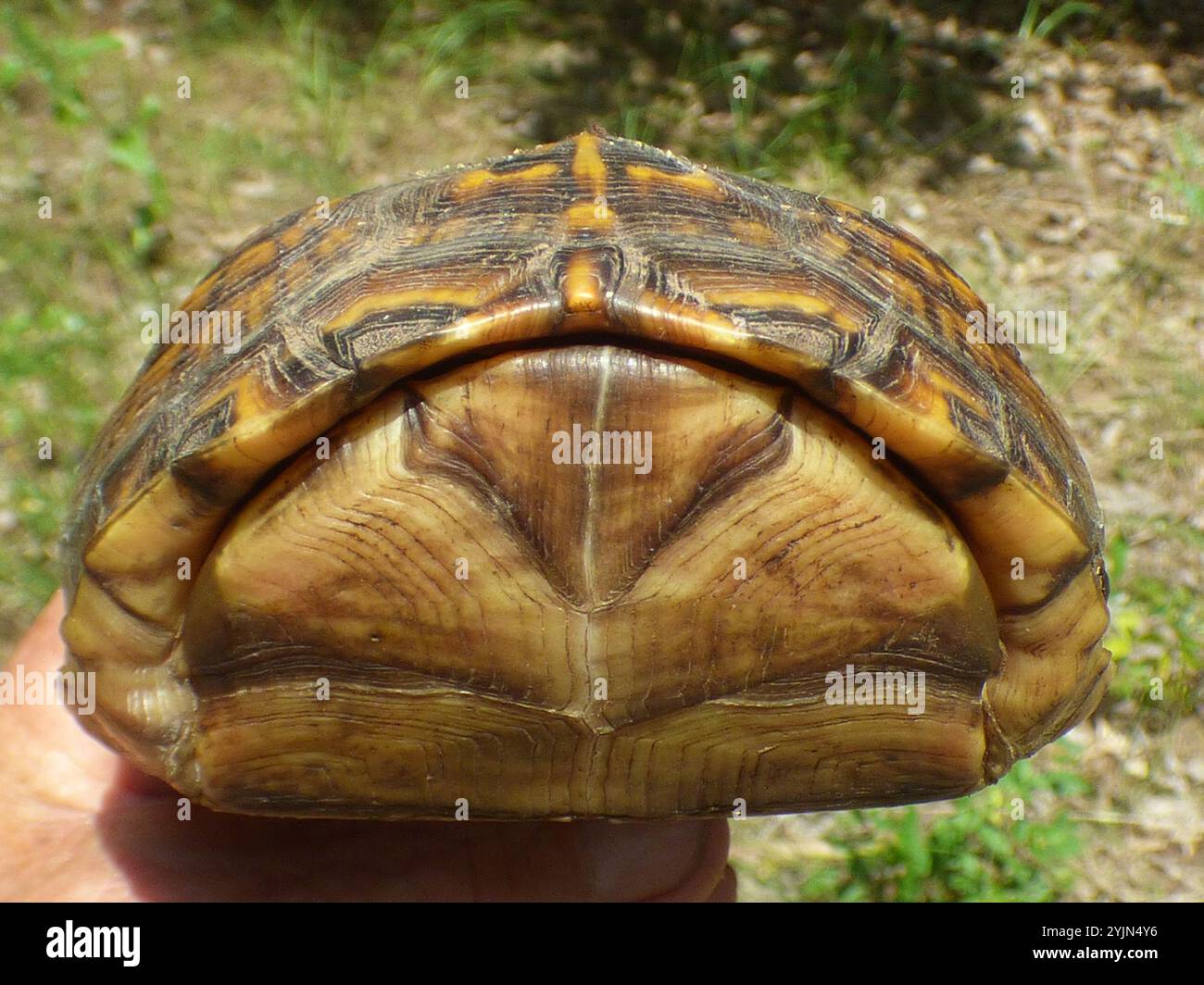 Eastern Box Turtle (Terrapene carolina carolina Stock Photo - Alamy