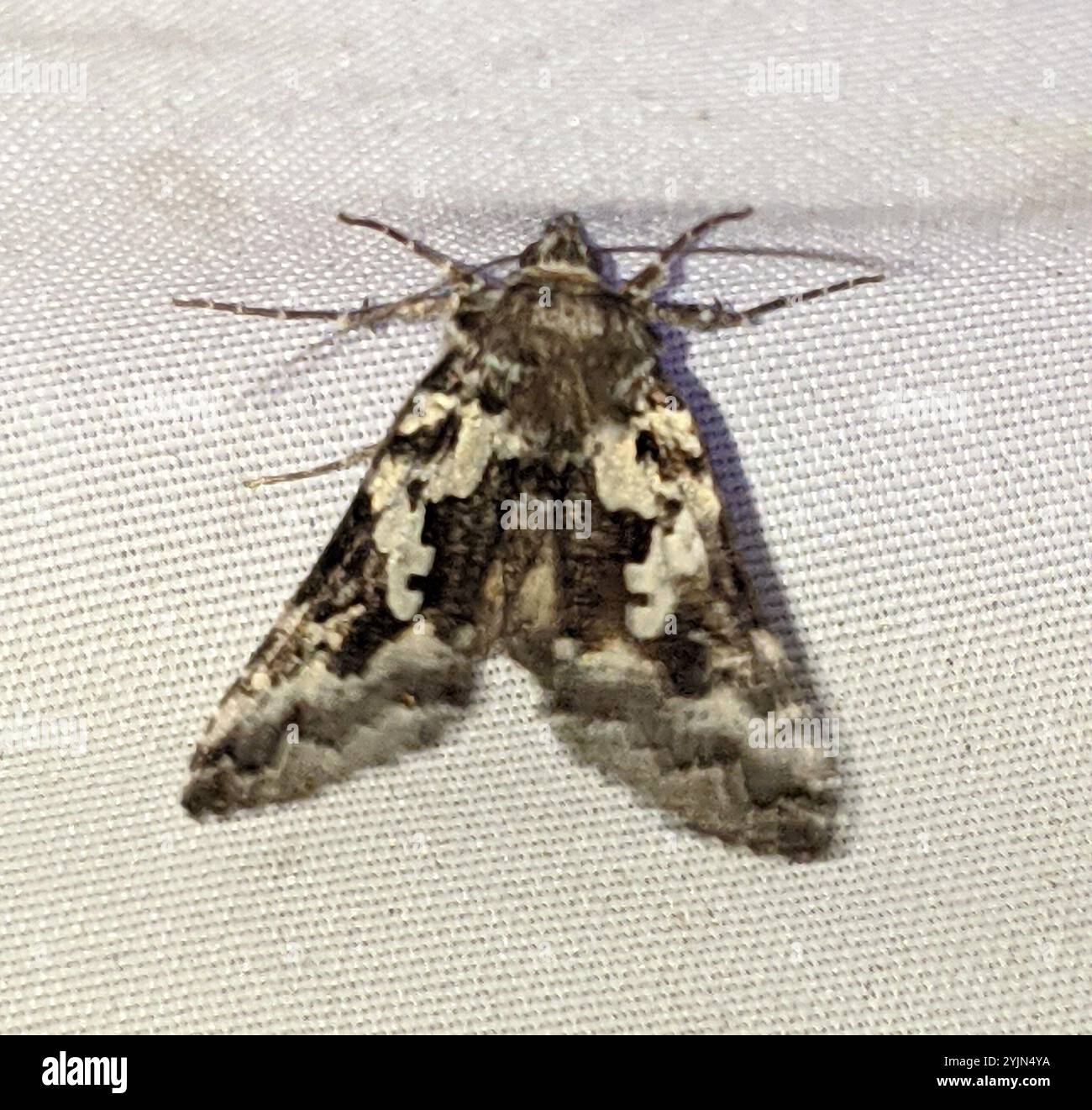 Pepper and salt moth hi-res stock photography and images - Alamy