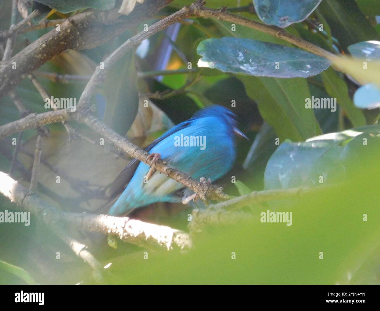 Blue Dacnis (Dacnis cayana Stock Photo - Alamy