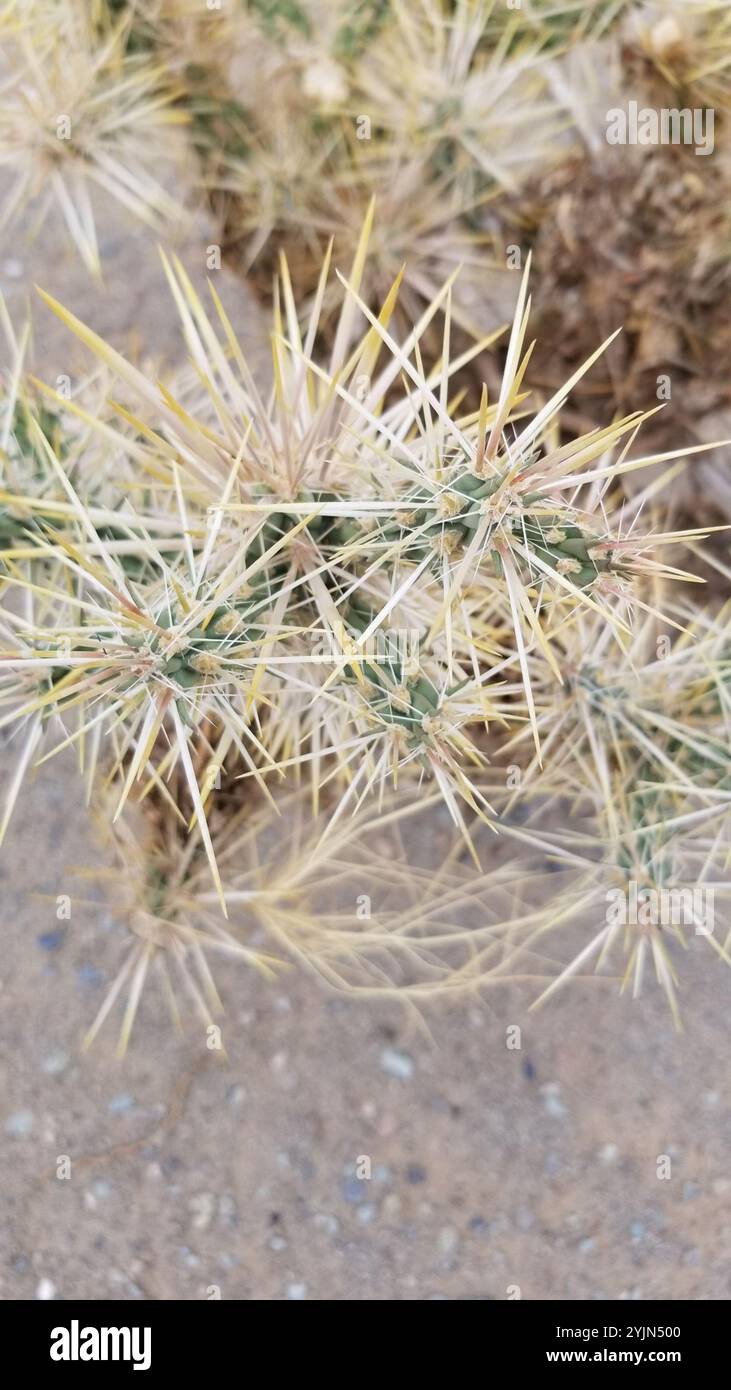 Silver Cholla (Cylindropuntia echinocarpa Stock Photo - Alamy