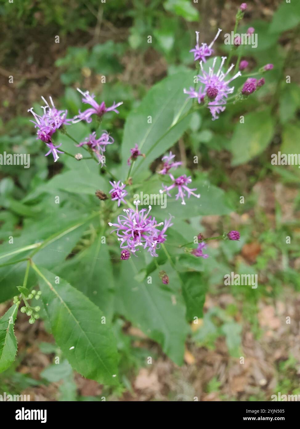 Tall Ironweed (Vernonia gigantea Stock Photo - Alamy