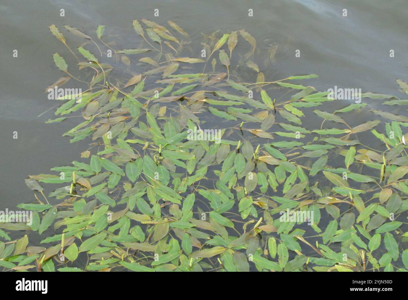Longleaf Pondweed (Potamogeton nodosus Stock Photo - Alamy