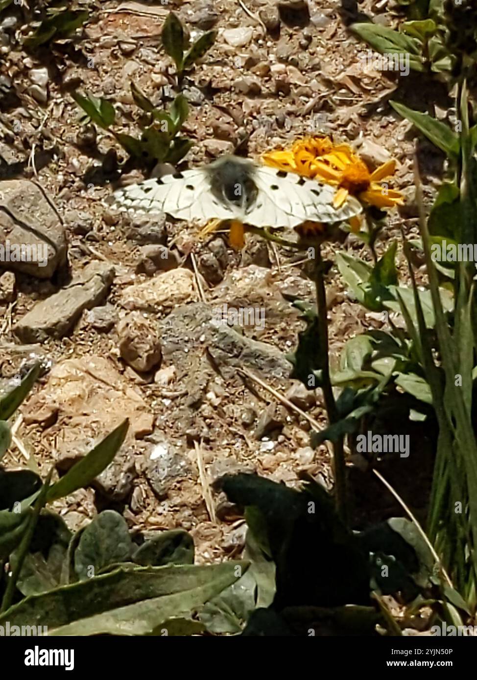 Rocky Mountain Parnassian (Parnassius smintheus Stock Photo - Alamy