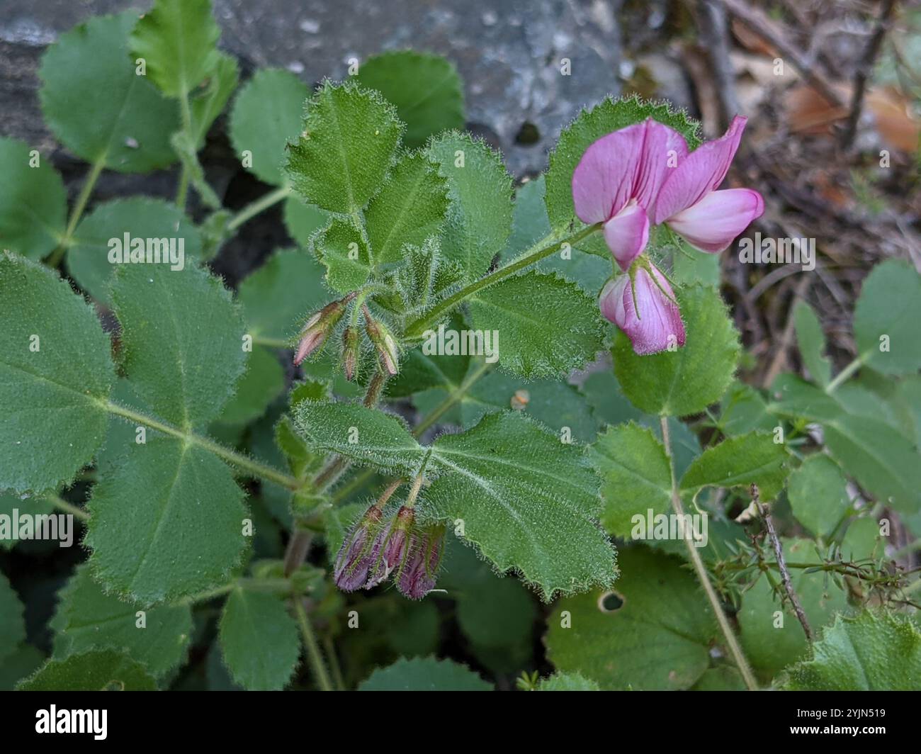 round-leaved restharrow (Ononis rotundifolia Stock Photo - Alamy