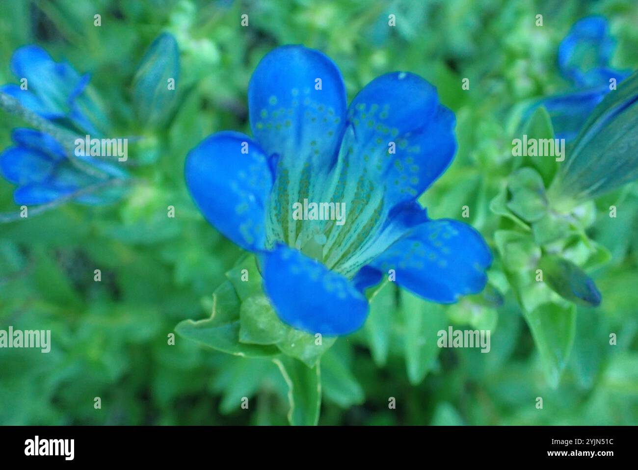Mountain Bog Gentian (Gentiana calycosa Stock Photo - Alamy