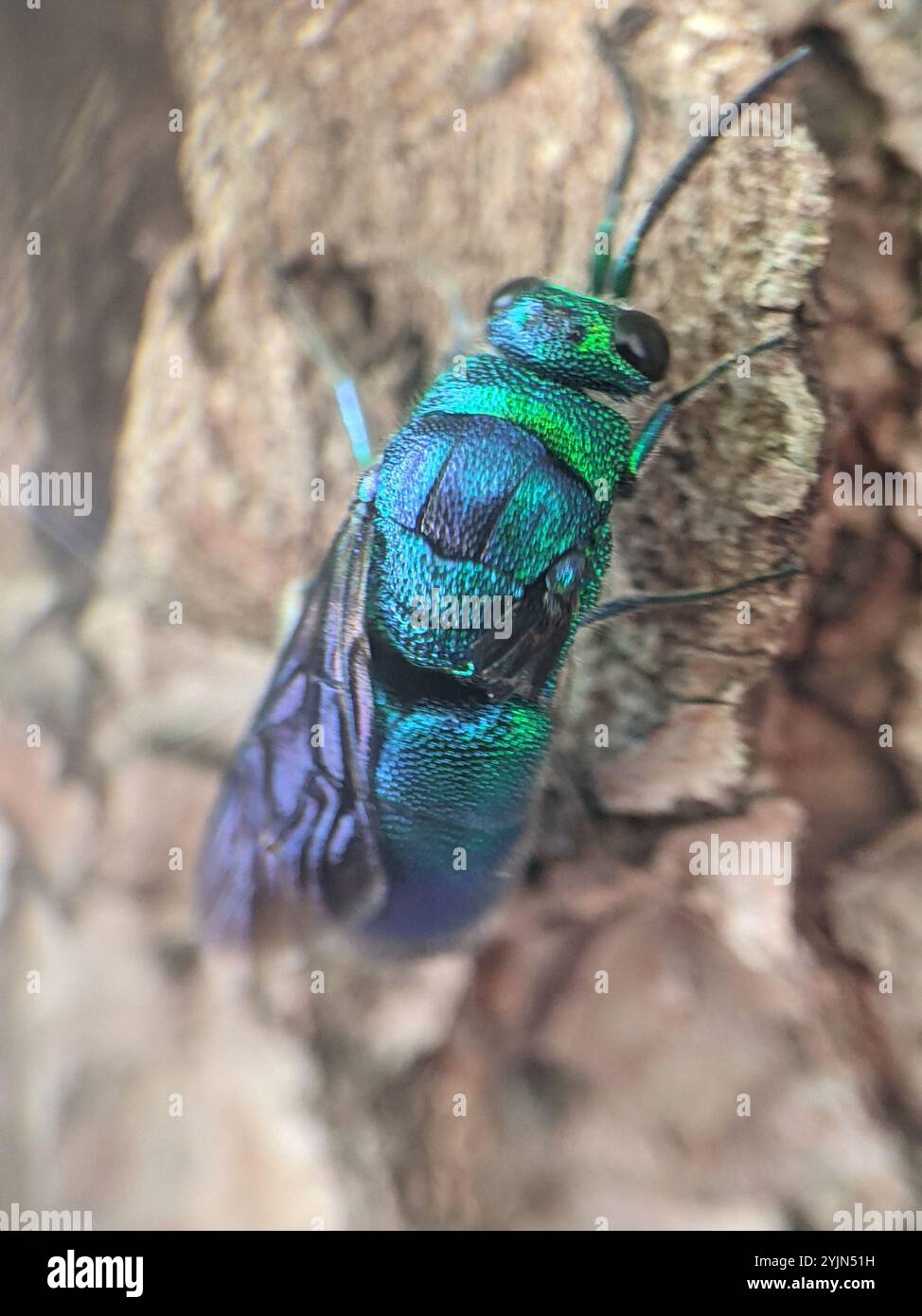 Metallic Bluish-green Cuckoo Wasp (Chrysis angolensis Stock Photo - Alamy