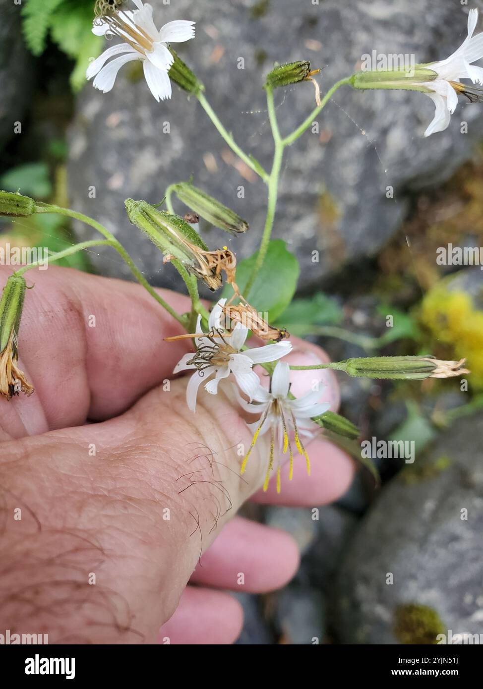 western rattlesnake root (Nabalus alatus Stock Photo - Alamy