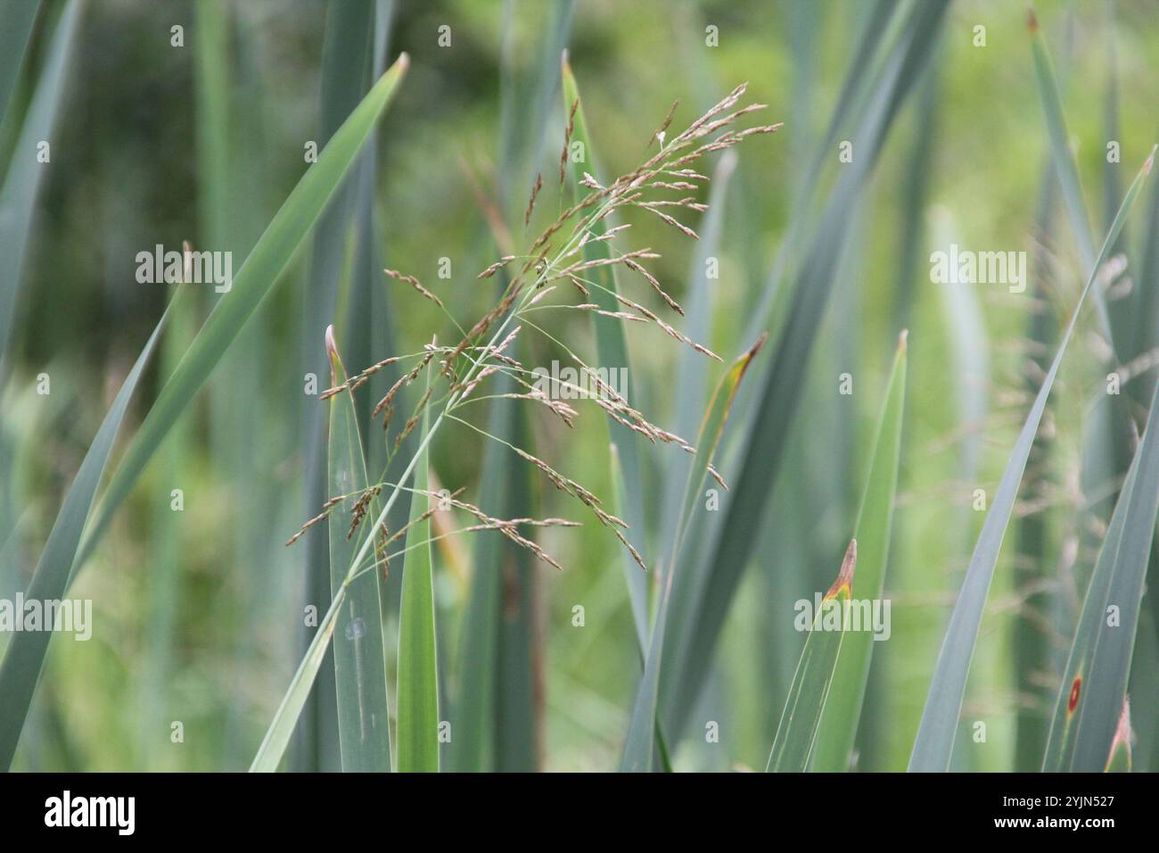 reed meadowgrass (Glyceria maxima Stock Photo - Alamy