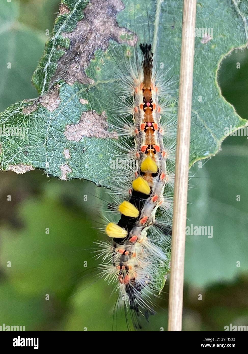 Rusty Tussock Moth (Orgyia antiqua Stock Photo - Alamy