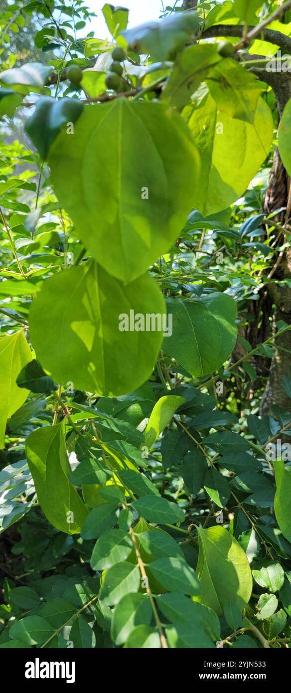 roundleaf greenbrier (Smilax rotundifolia Stock Photo - Alamy