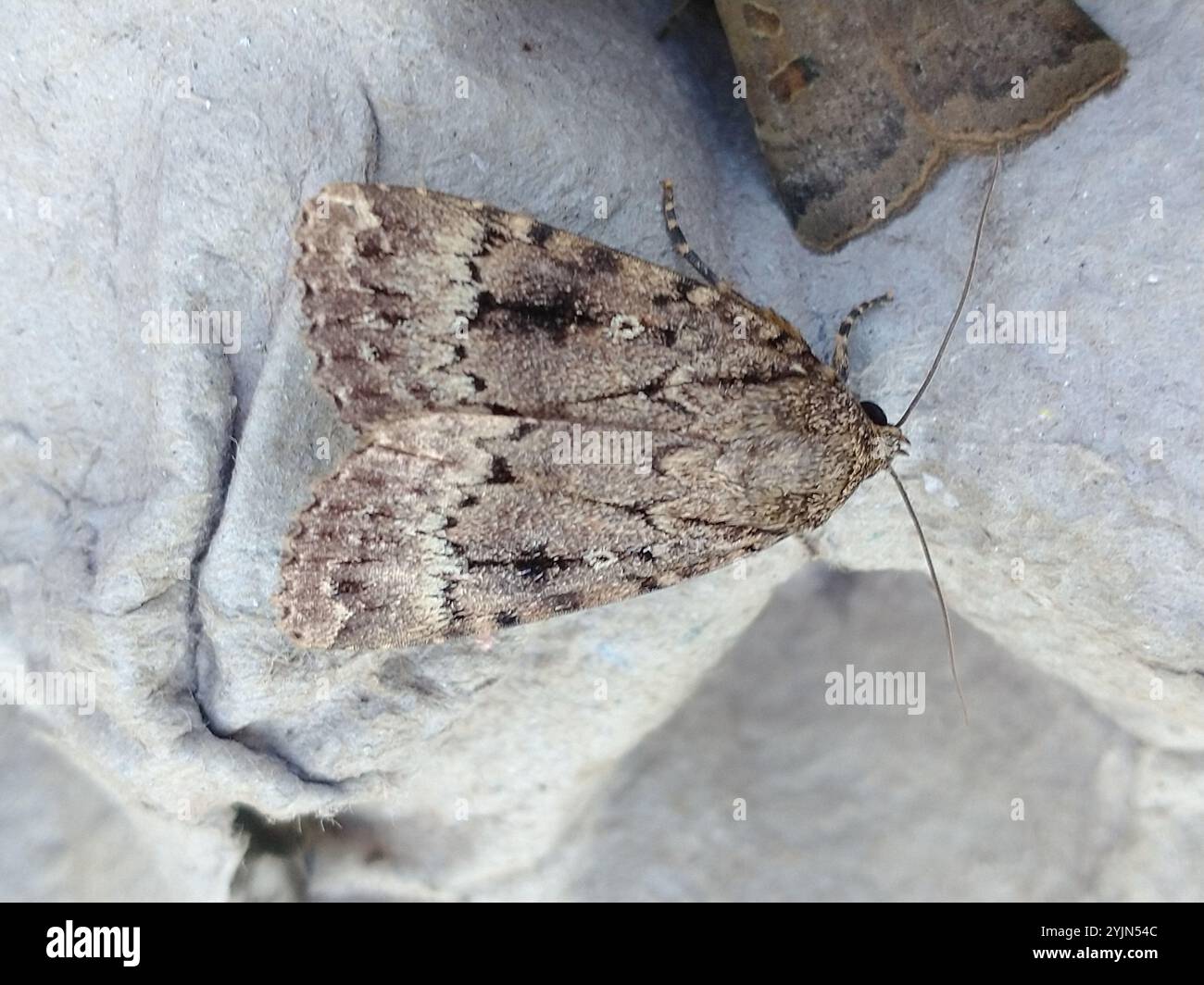 Eurasian Copper Underwing Complex (Amphipyra pyramidea Stock Photo - Alamy