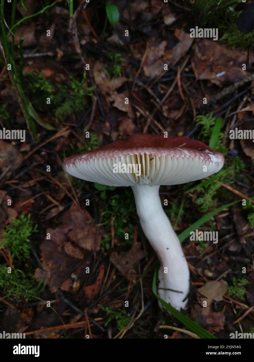 Purple Swamp Brittlegill (Russula nitida Stock Photo - Alamy