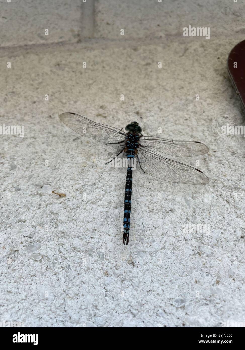 Canada darner aeshna canadensis hi-res stock photography and images - Alamy
