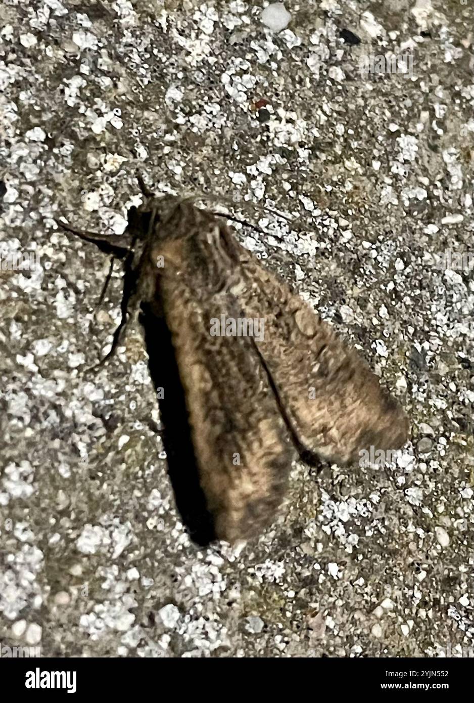 Variegated Cutworm Moth (Peridroma saucia Stock Photo - Alamy