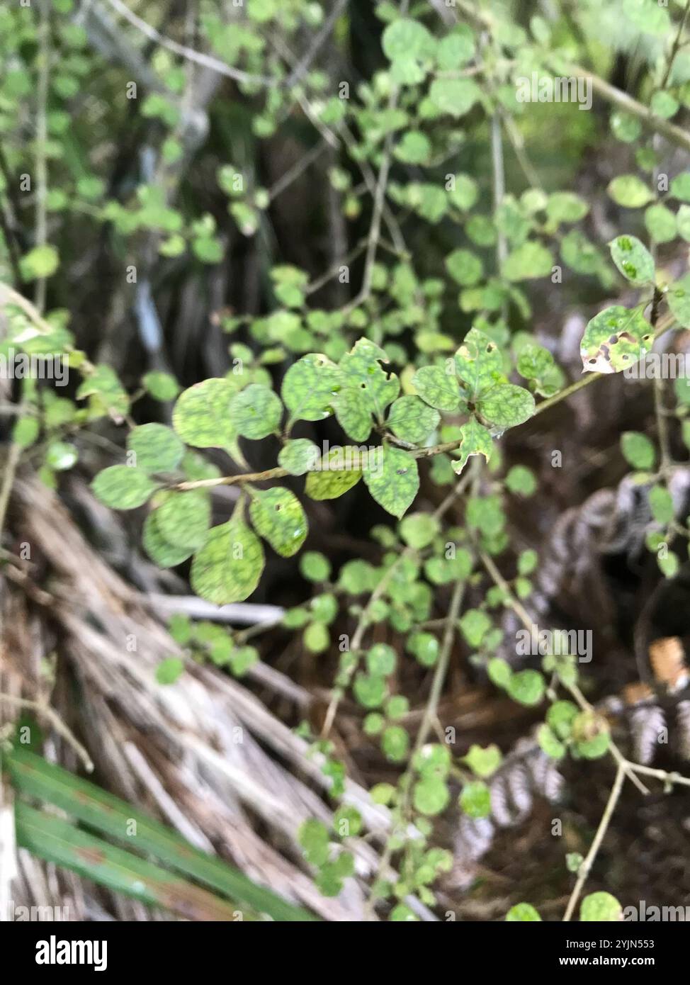 thin leaved coprosma (Coprosma areolata Stock Photo - Alamy