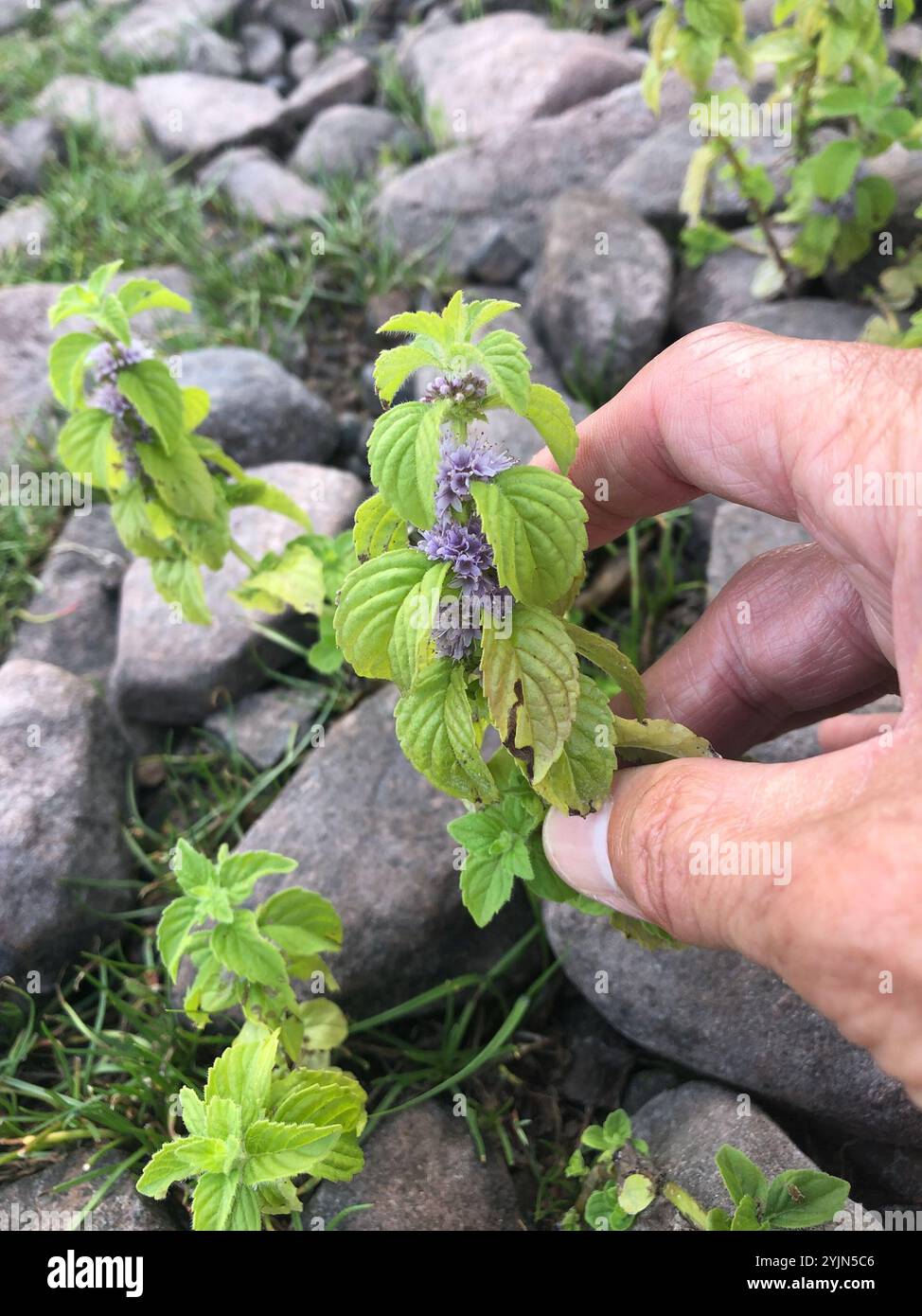 corn mint (Mentha arvensis Stock Photo - Alamy