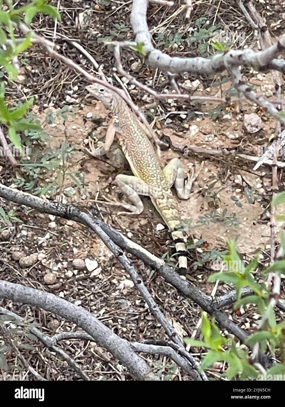 Zebra-tailed Lizard (Callisaurus draconoides Stock Photo - Alamy