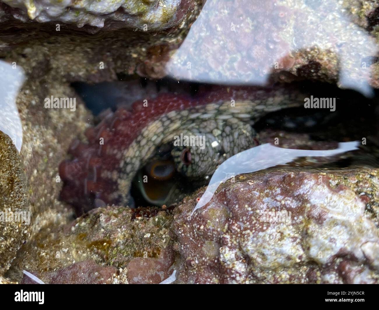 Octopus oculifer hi-res stock photography and images - Alamy
