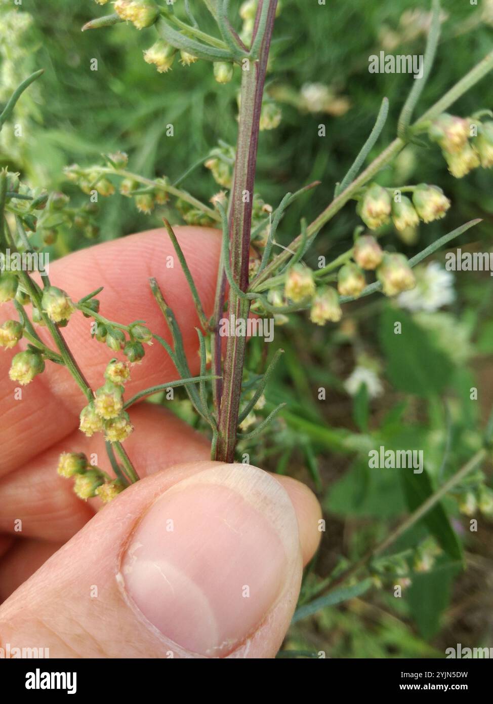 Field Sagewort (Artemisia campestris Stock Photo - Alamy