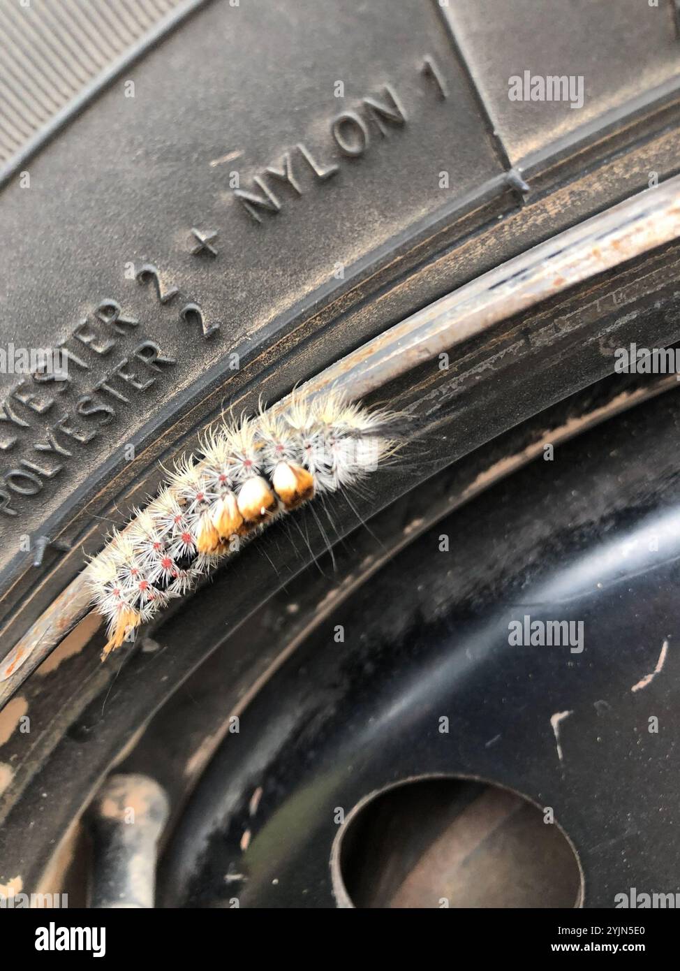 Douglas-fir tussock moth (Orgyia pseudotsugata Stock Photo - Alamy