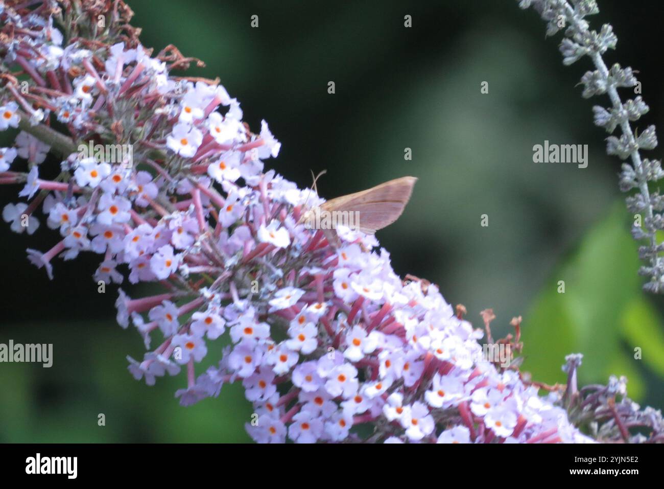 Carpet Moths (Larentiinae Stock Photo - Alamy