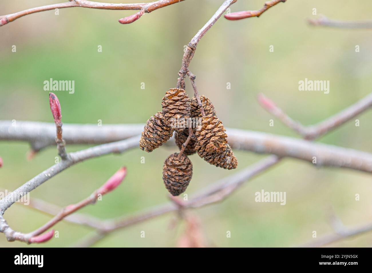 Oregon alder hi-res stock photography and images - Alamy