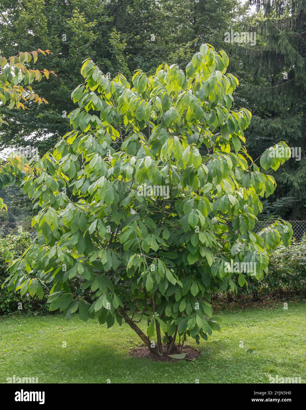 Indianerbanane, Asimina triloba,, Indian banana Stock Photo - Alamy