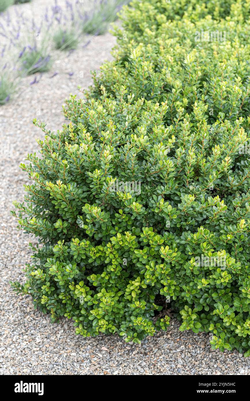 Zwerg-Berberitze, Berberis thunbergii Kobold,, Dwarf barberry Stock ...