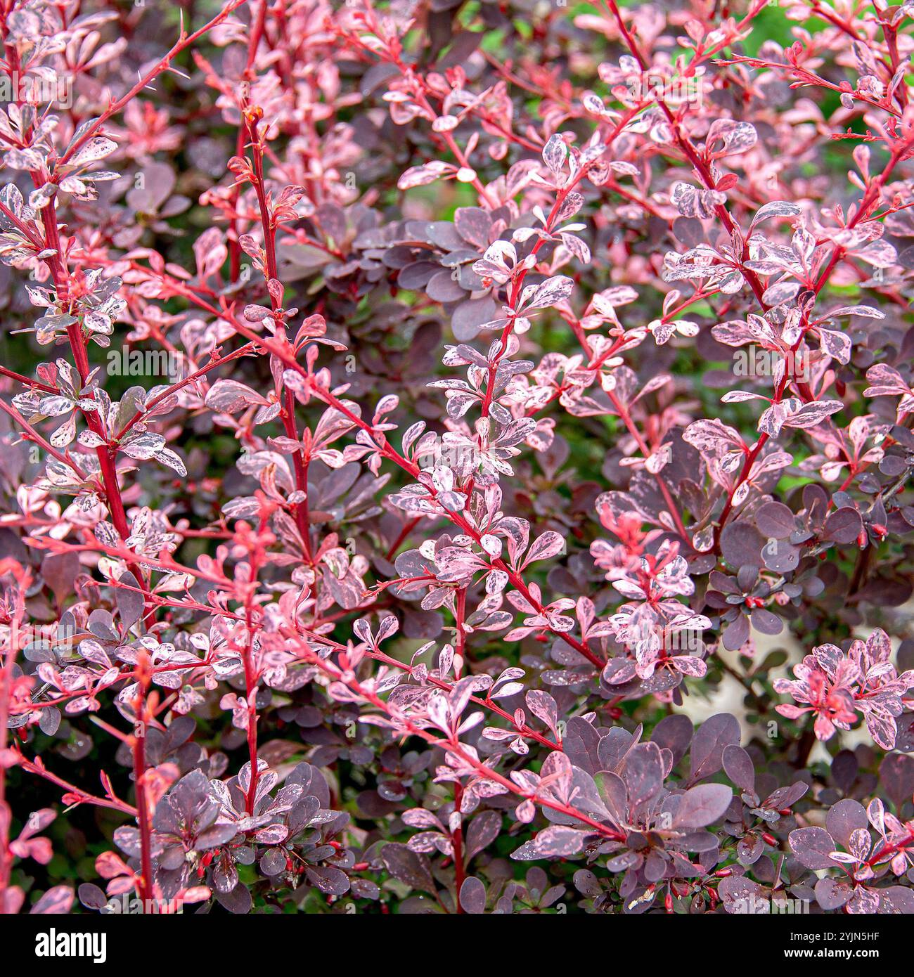 Berberitze, Berberis thunbergii Harlequin,, Barberry Stock Photo - Alamy