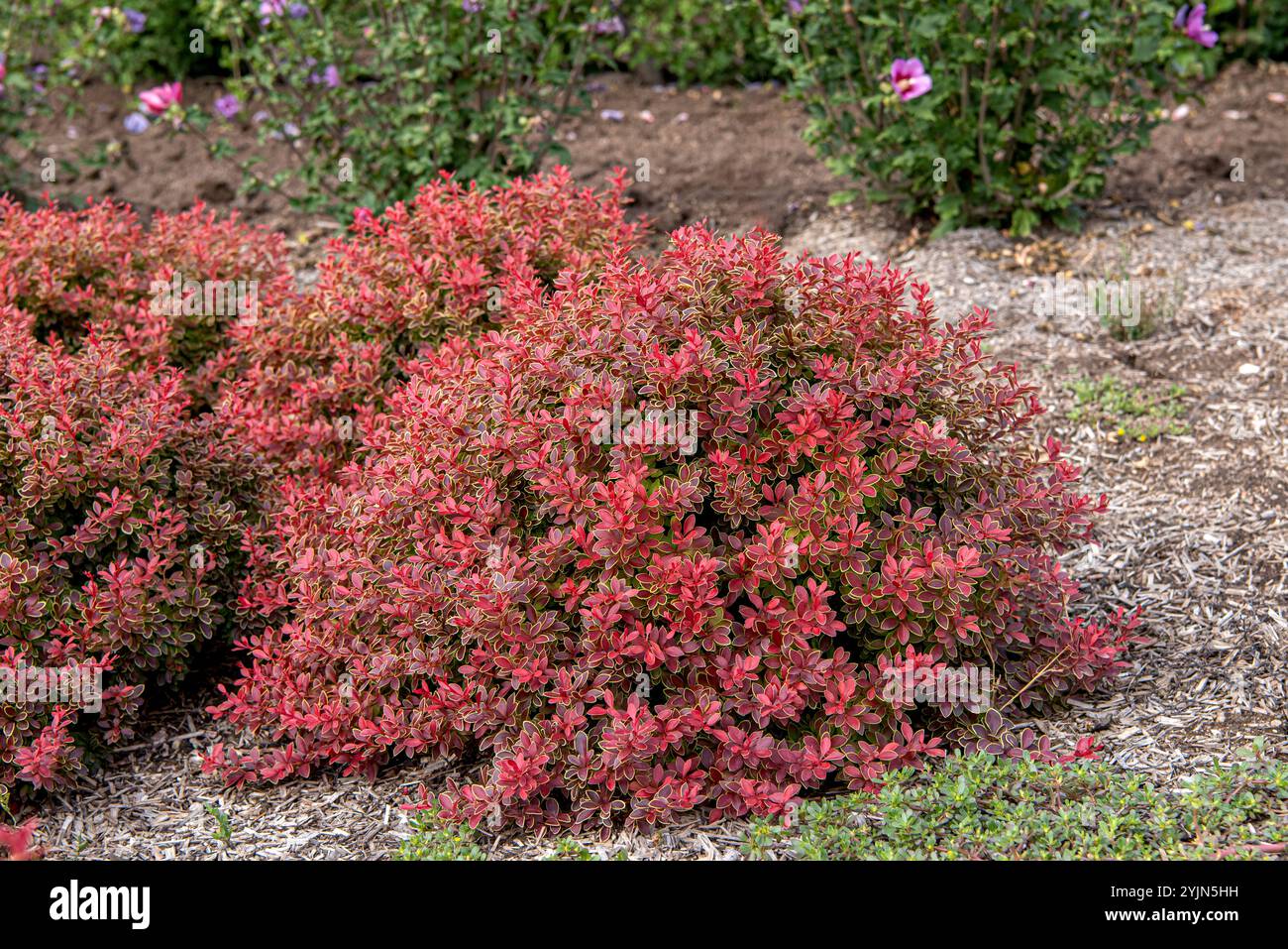 Berberis thunbergii orange compact hi-res stock photography and images ...