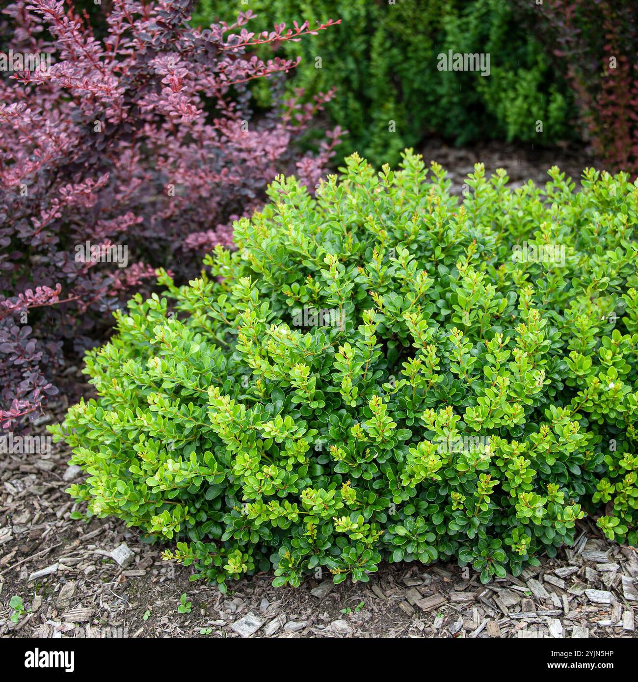 Zwerg-Berberitze, Berberis thunbergii Kobold,, Dwarf barberry Stock ...