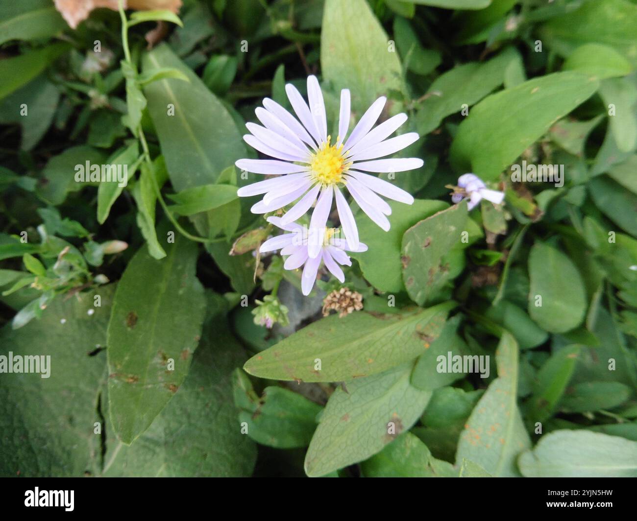 American asters (Symphyotrichum Stock Photo - Alamy