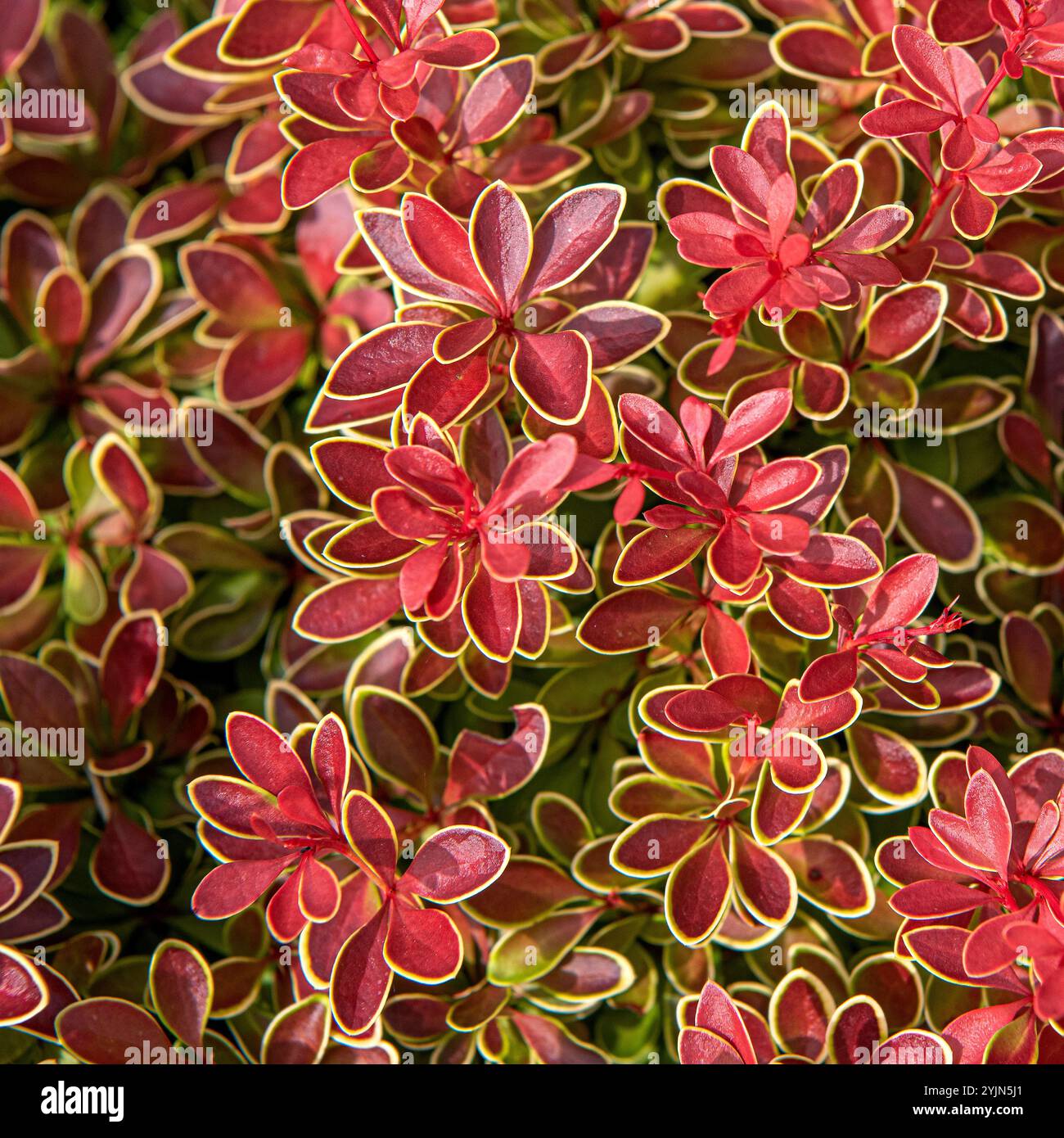 Rote Zwerg-Berberitze, Berberis thunbergii Admiration,, Red dwarf ...