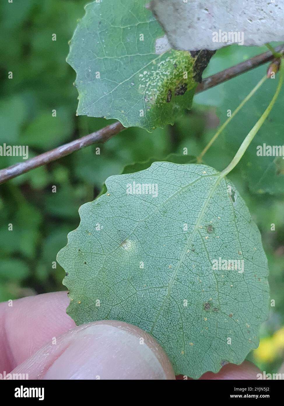 aspen leaf gall midge (Harmandiola tremulae Stock Photo - Alamy