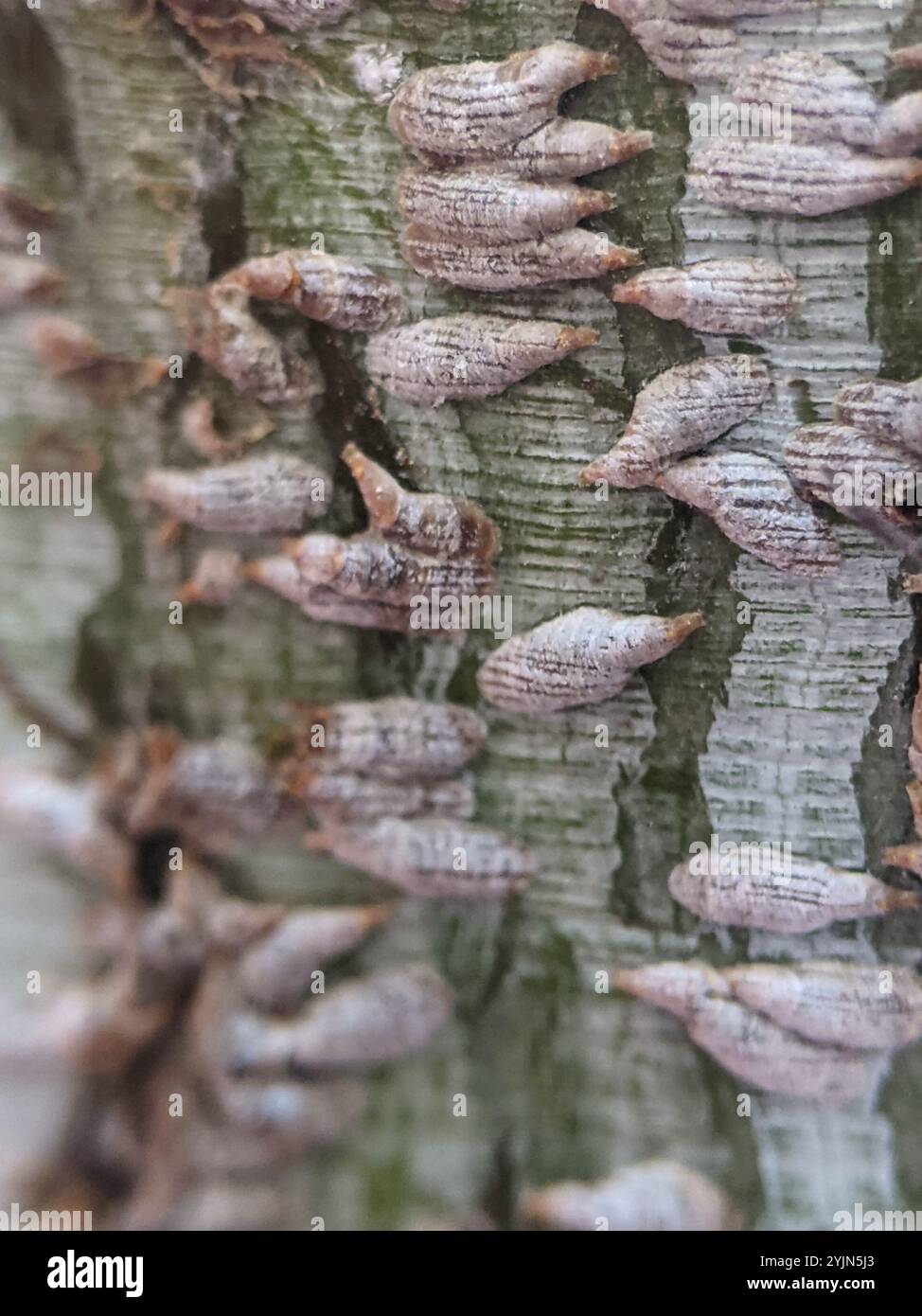 Oystershell Scale (Lepidosaphes ulmi Stock Photo - Alamy